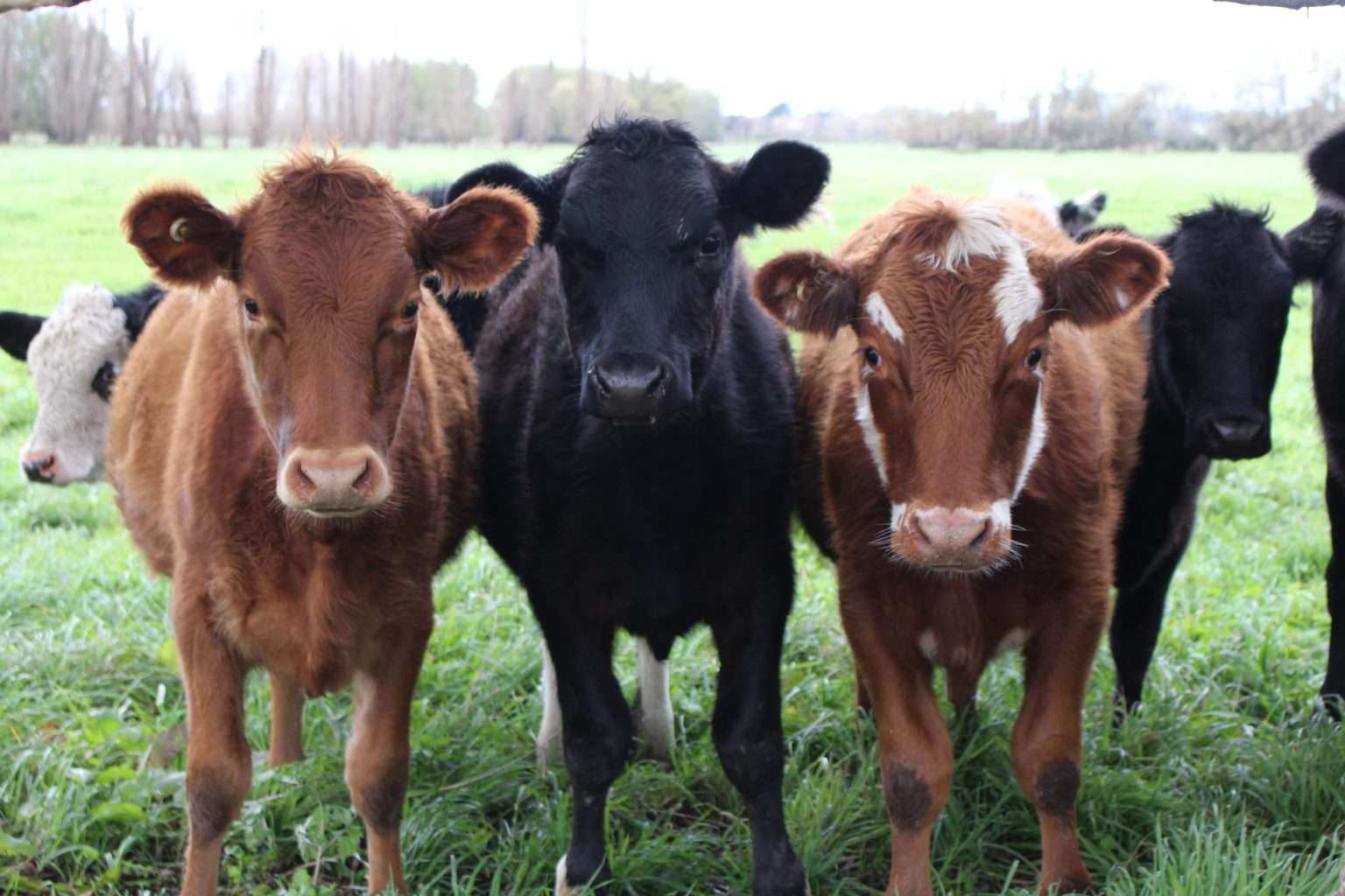 Destroying Food to Fight Climate Change Is Madness—and a Conceit That ...