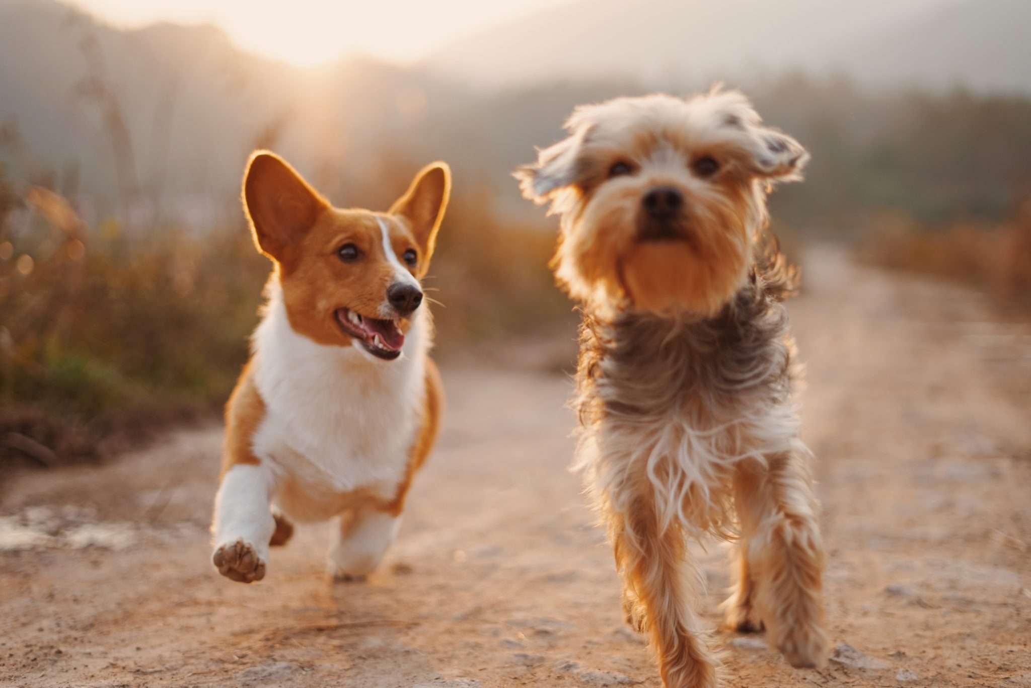 Problems with the Dog-Eat-Dog Trope: Dogs Don't Eat Dogs