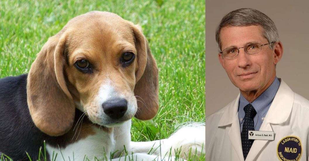 PETA Calls on Fauci to Resign After (More) Allegations His Agency ...