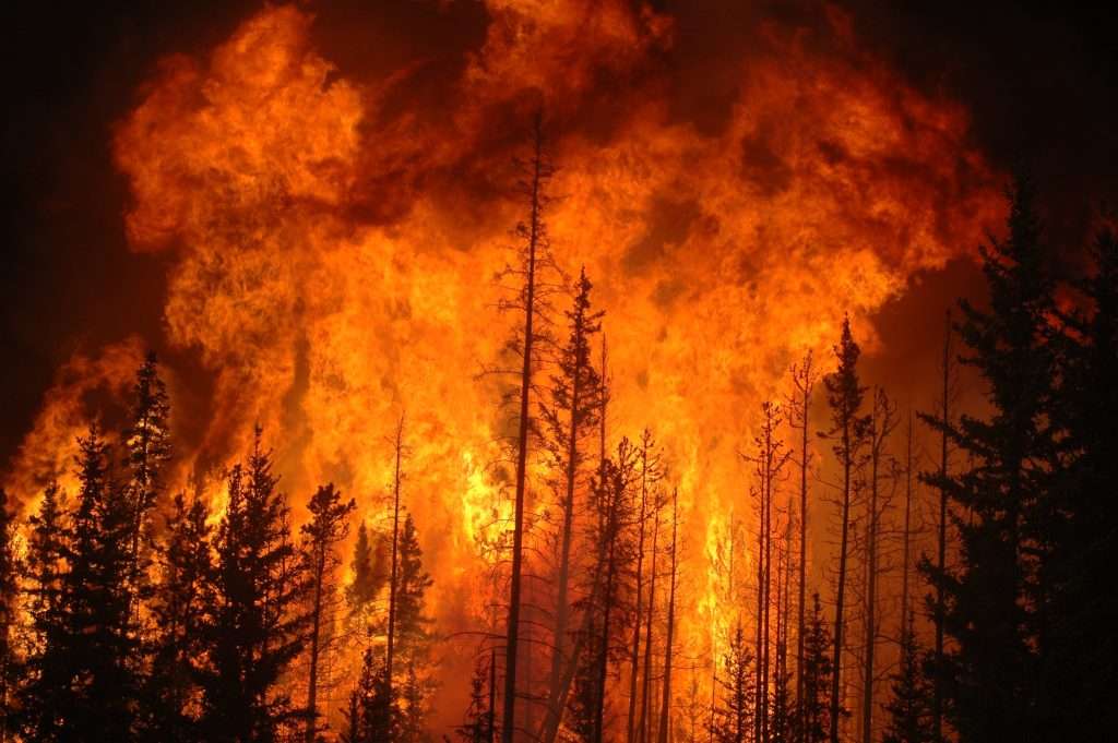 Let Forests Burn, If You Truly Love Them