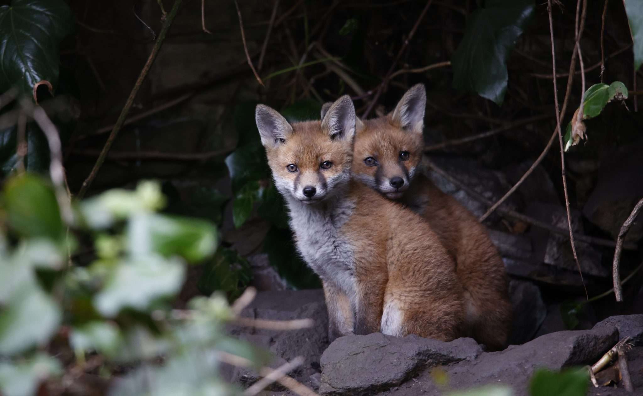 How the UK’s 2004 Ban on Fox Hunting Led to a ‘Catastrophic Decline’ in ...