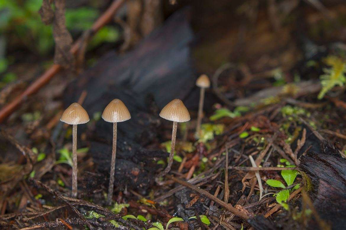Denver’s Effort to Decriminalize Psychedelic Mushrooms Shows the Drug ...